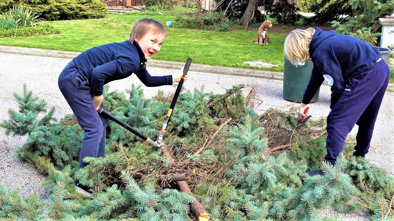 Cutting big limbs and branches with lopping shears and snipping smaller ...