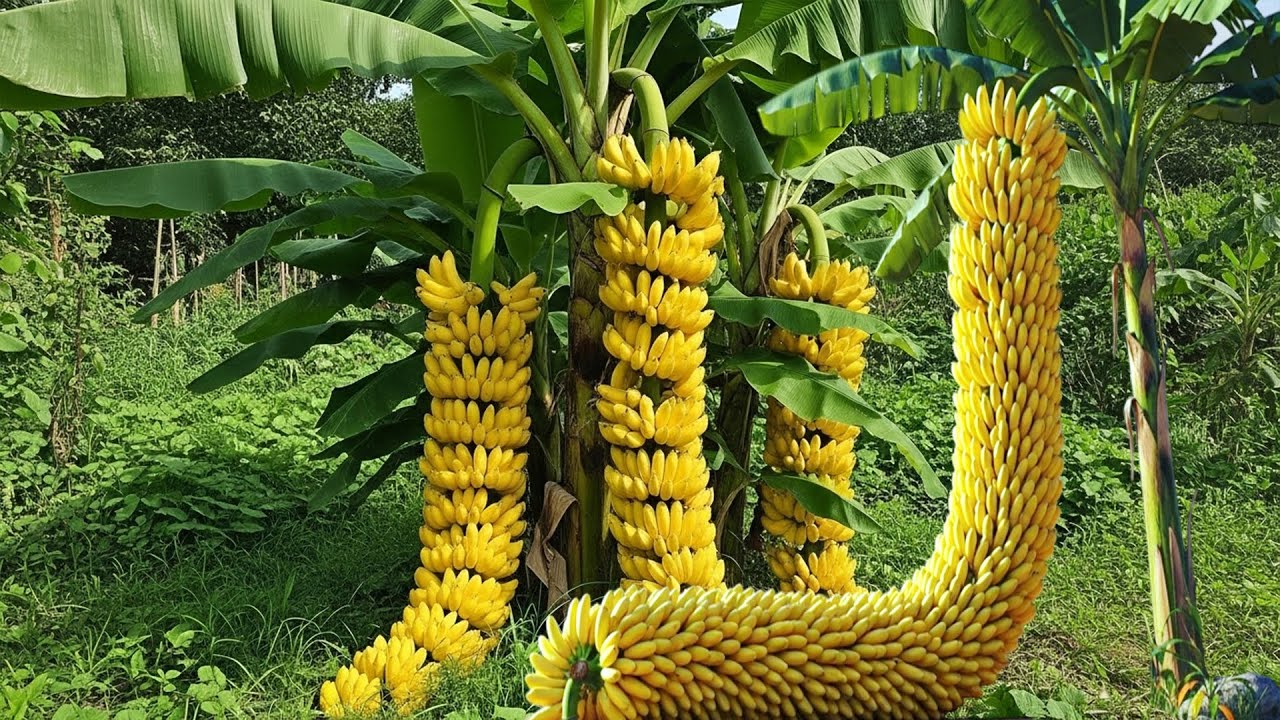 Banana Growing Secrets You Need to Try! Banana 25 meters long - YouTube