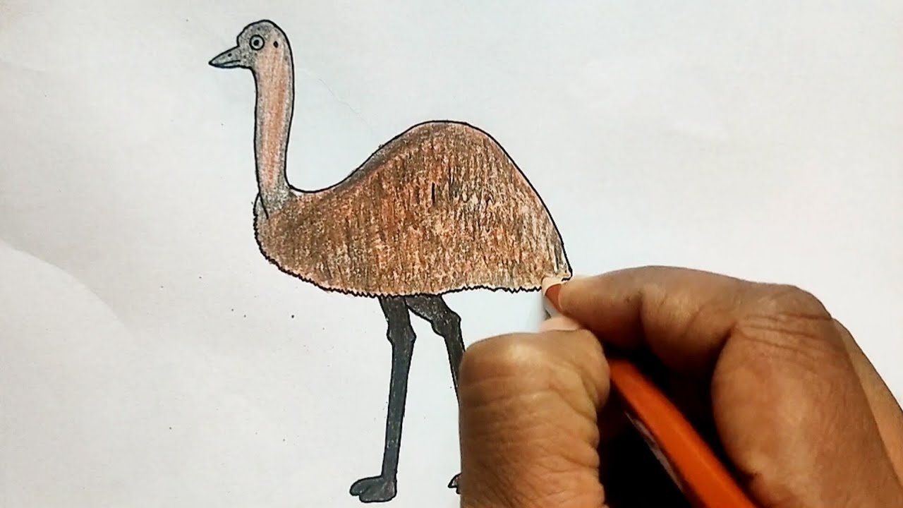 How to Draw Ostrich Bird Step by Step Easy Way | Ostrich Bird Colouring ...