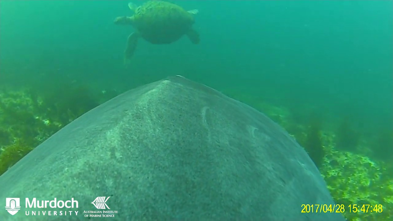 The Sunday Truth : Tiger sharks revealed as lazy predators - YouTube