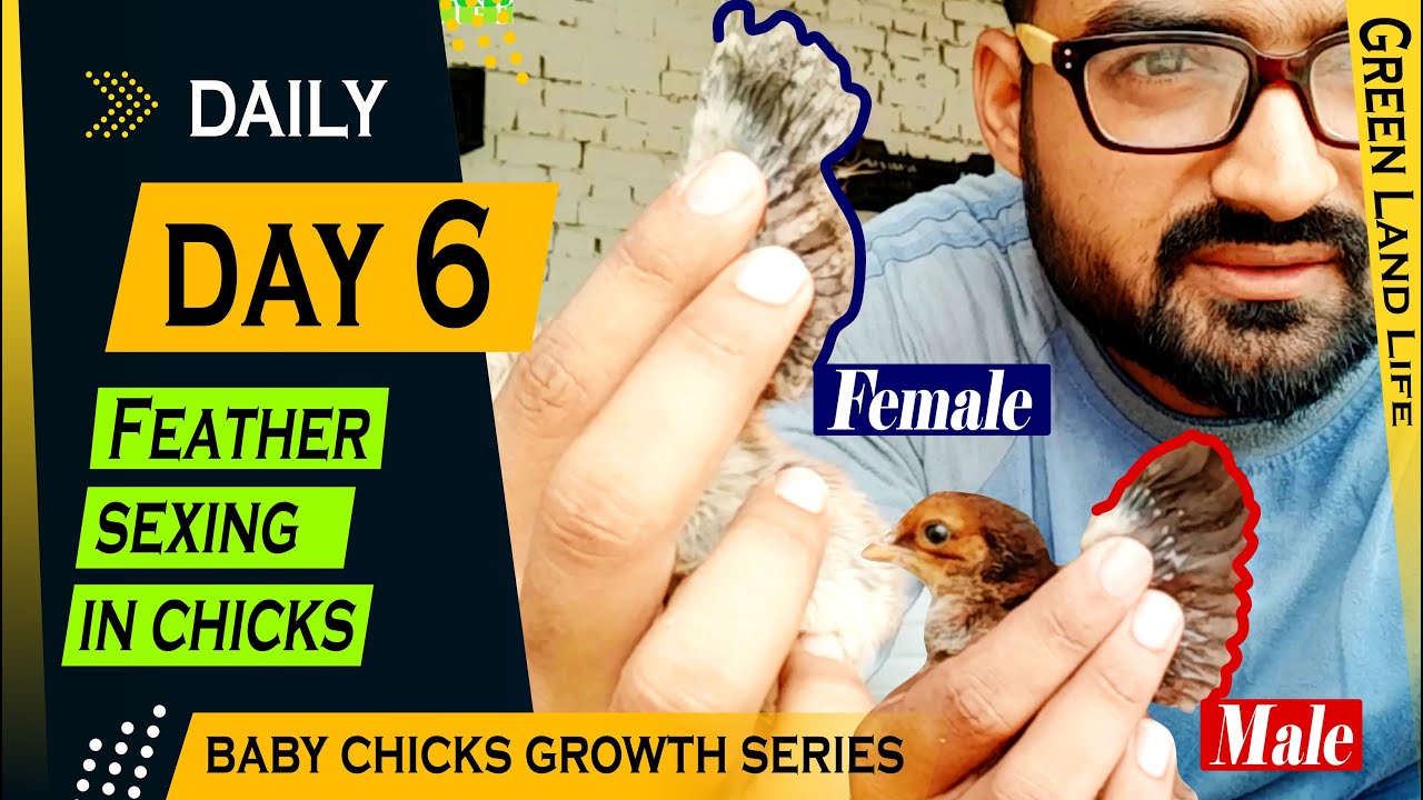 Day-6 how to identify male and female chicks | Feather sexing in chicks ...