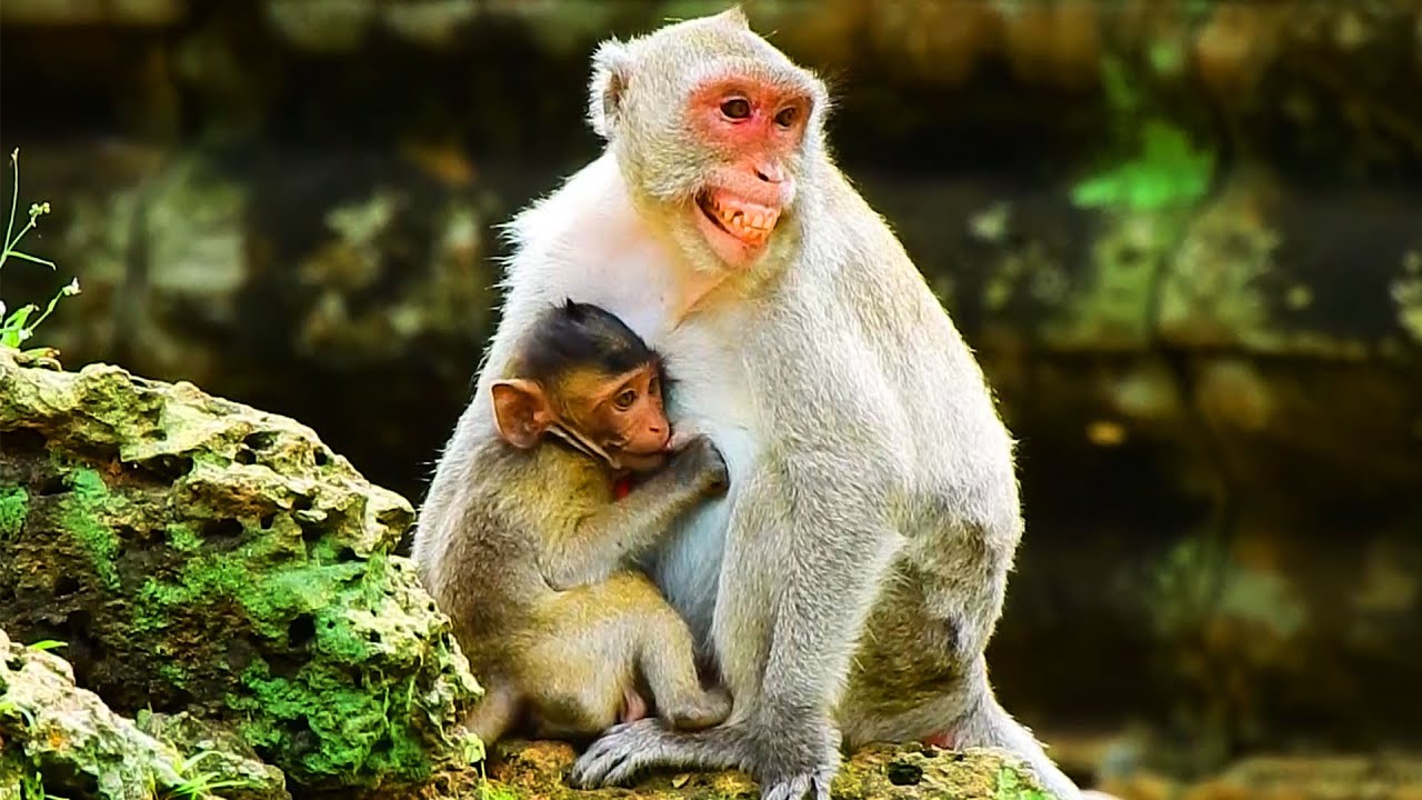 WOW! JANE'S ANGRY TO OTHER MONKEYS WHO WALKED VERY NEARBY TO HER BABY ...