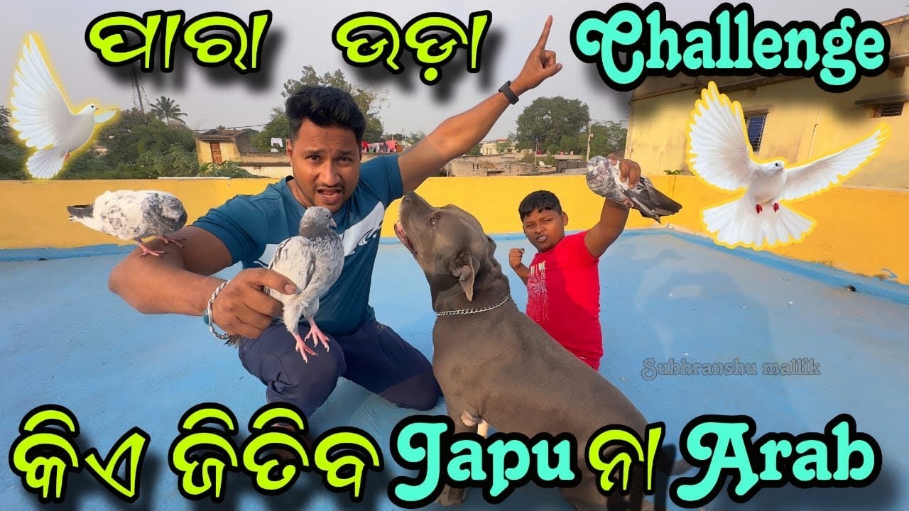 ପାରା ଉଡା ଚାଲେଞ୍ଜ ରେ କିଏ ଜିତିବ JAPU ନା ARAB || LABRADOR DOG ODISHA ...