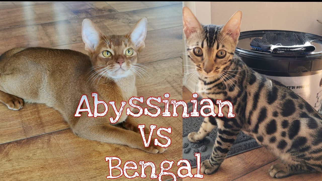 Abyssinian vs Bengal cat, Akila and Saya.#bengal#abyssinian #cat - YouTube