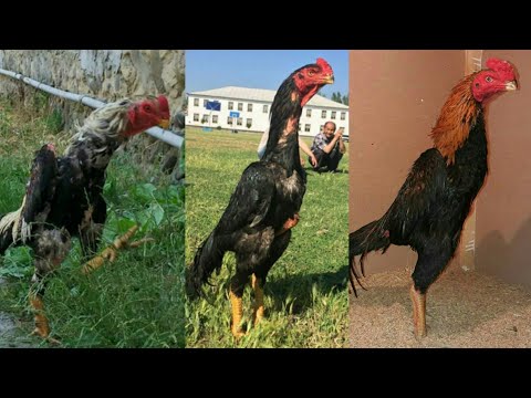 SHAMO XO'ROZLAR | SHAMO ROOSTERS | ШАМО ПЕТУХИ