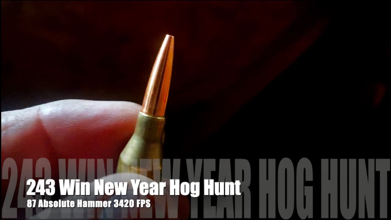243 Win. New Year Hog Hunt 87 Absolute Hammer 3420 FPS - YouTube
