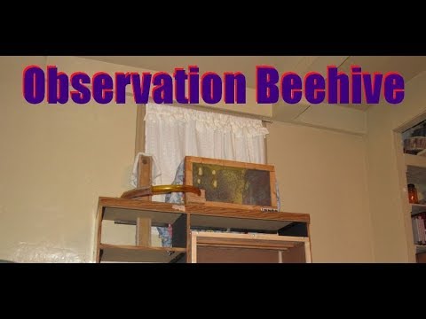 How To Build A Honey Bee Observation Hive