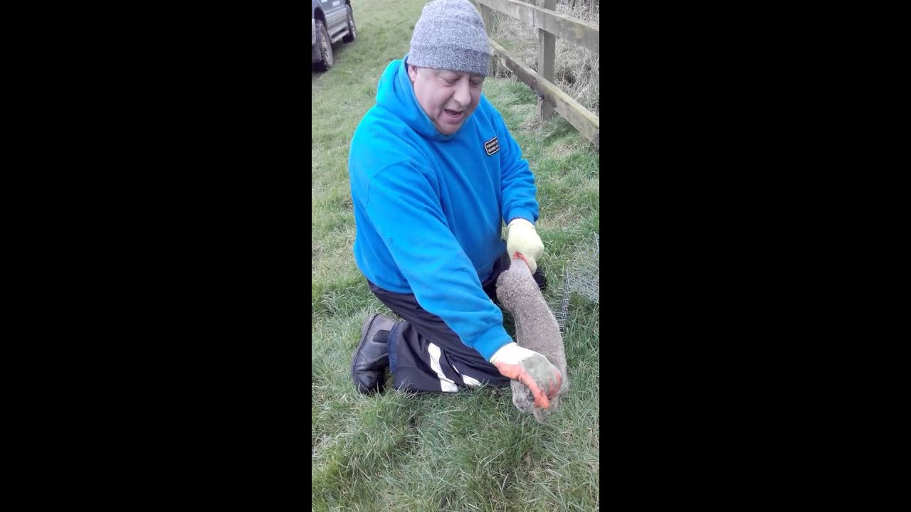 How to use bolt traps. Catching, dispatching. - YouTube