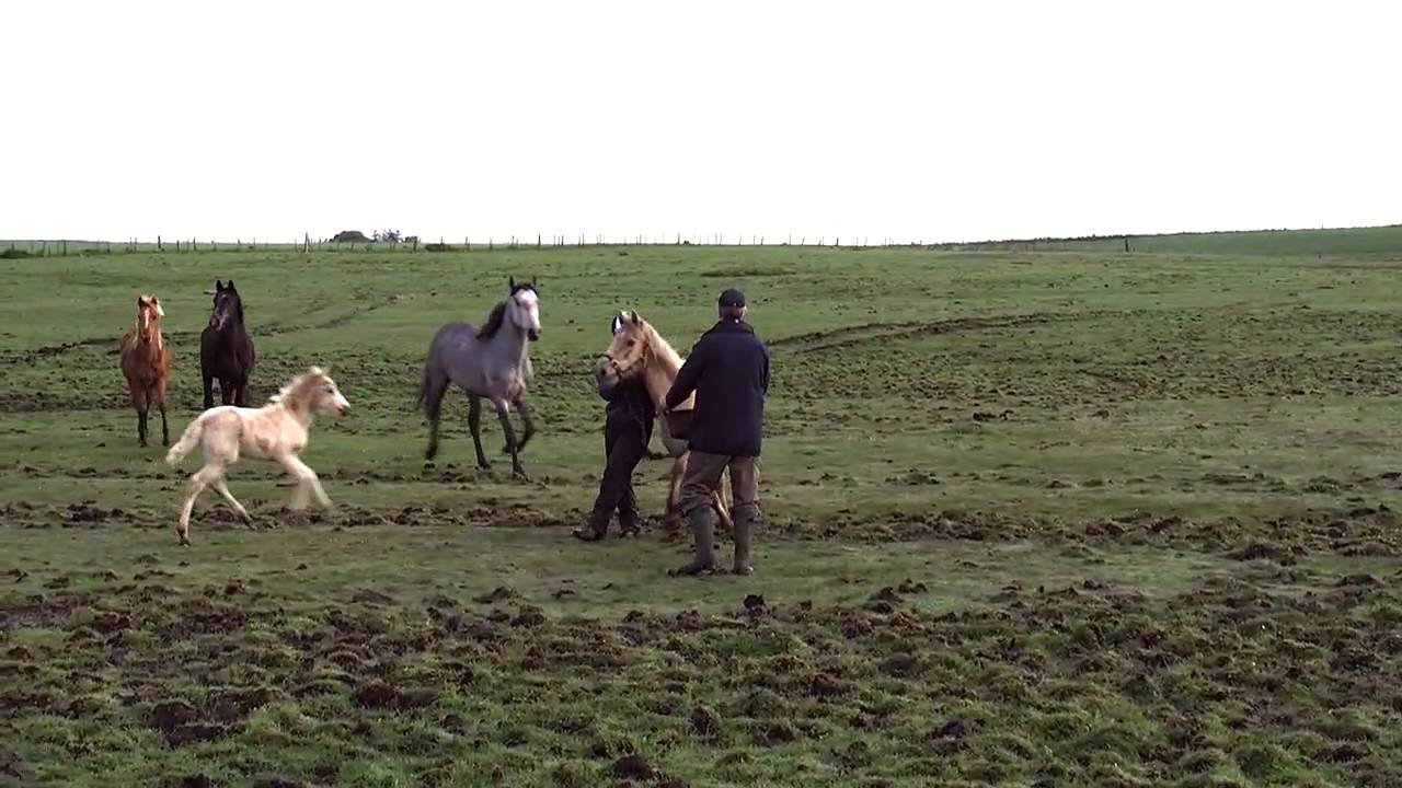 Gruesome scene of horse suffering uncovered - YouTube