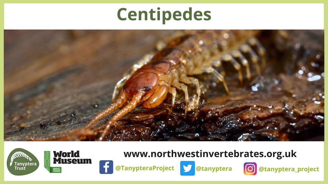 Introduction to UK Centipedes - YouTube