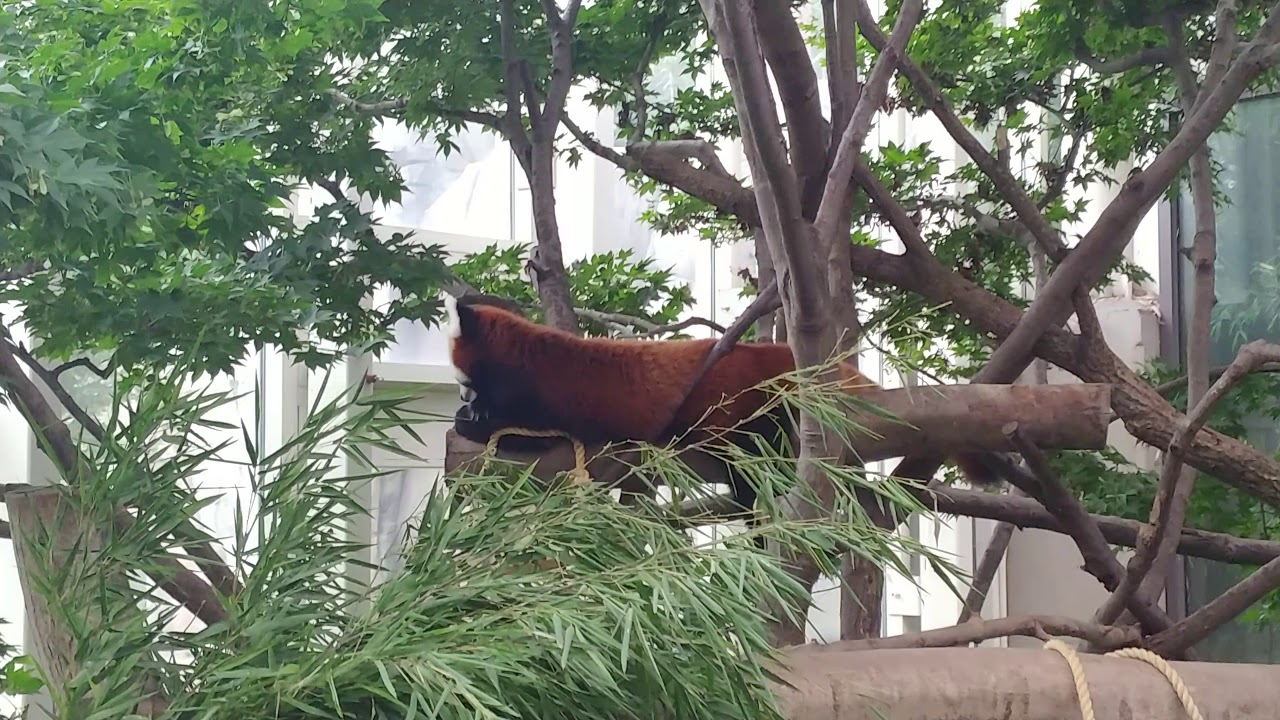 Everland Red Panda (Lesser Panda), Yongin, Korea 2019-08-09 - YouTube