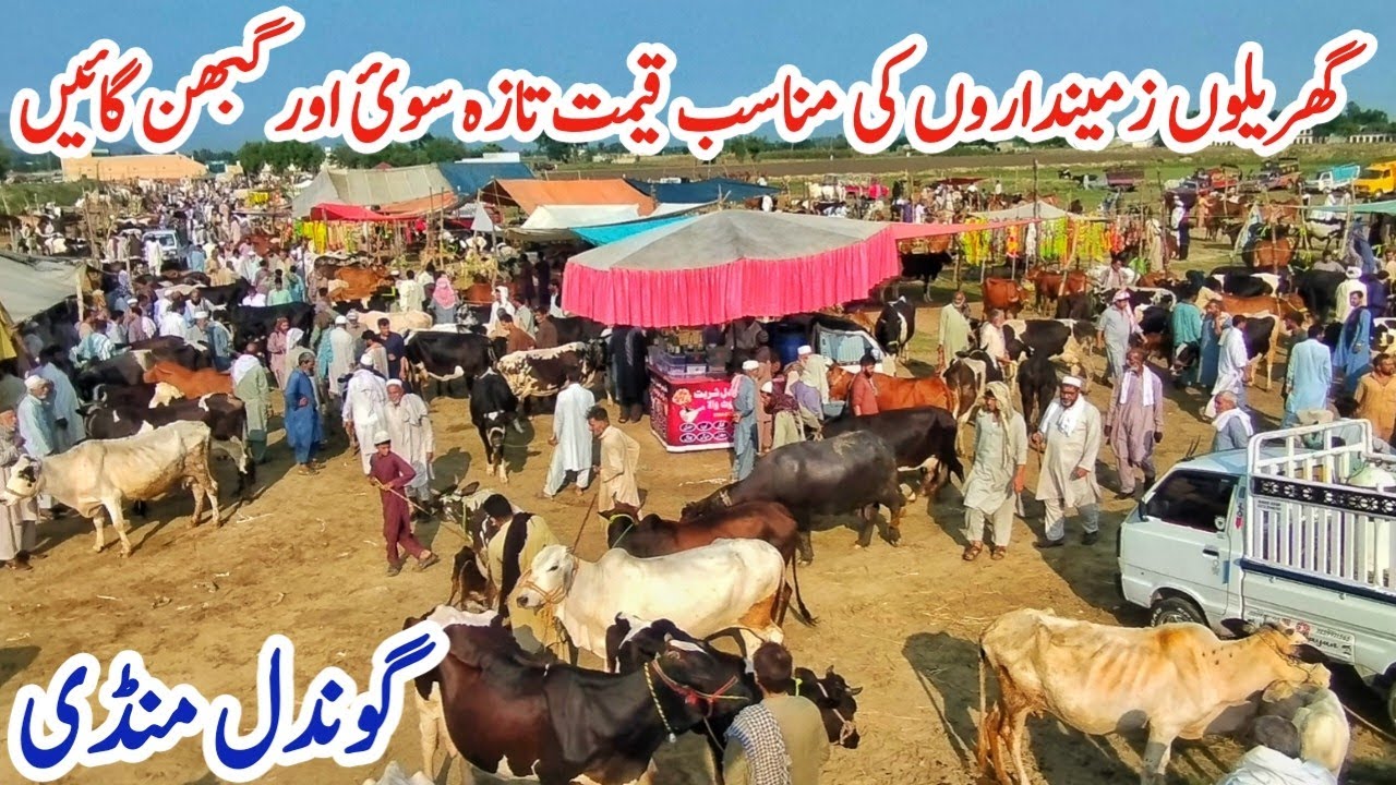 Very Beautiful Milking Cows Low and high Mix Prices on Gondal Mandi ...