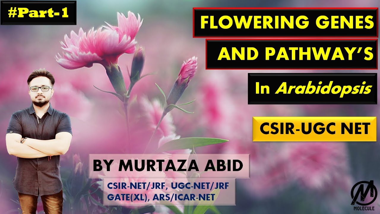 Flower Development Genes And Pathways in Arabidopsis thaliana || CSIR ...