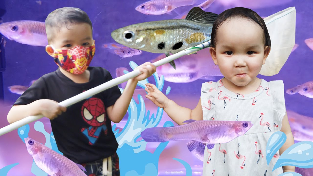 Singapore Longkang Fishing Guppy in water Canal Rainbow fish Wild ...