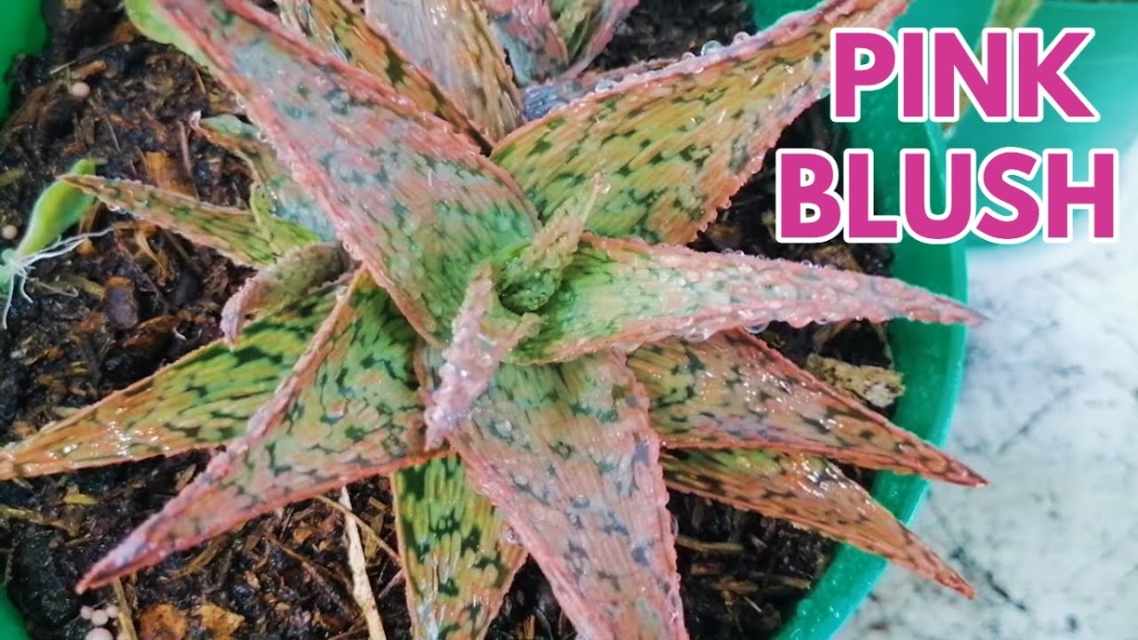 aloe pink blush cuidados donsuculento - YouTube