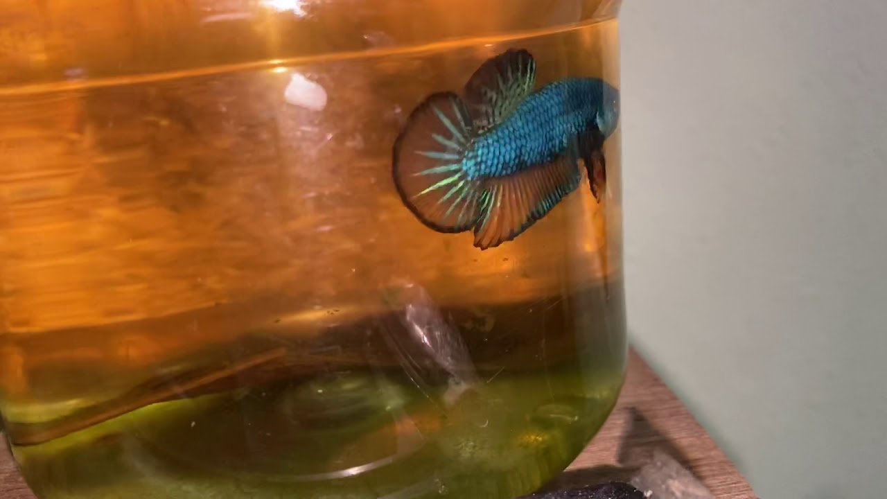 Blue Fancy Betta Fish, HMPK Singapore - YouTube