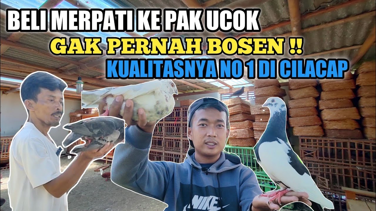 Beli Merpati Di Sini Emang Merpatinya Ora Umum‼️ - YouTube