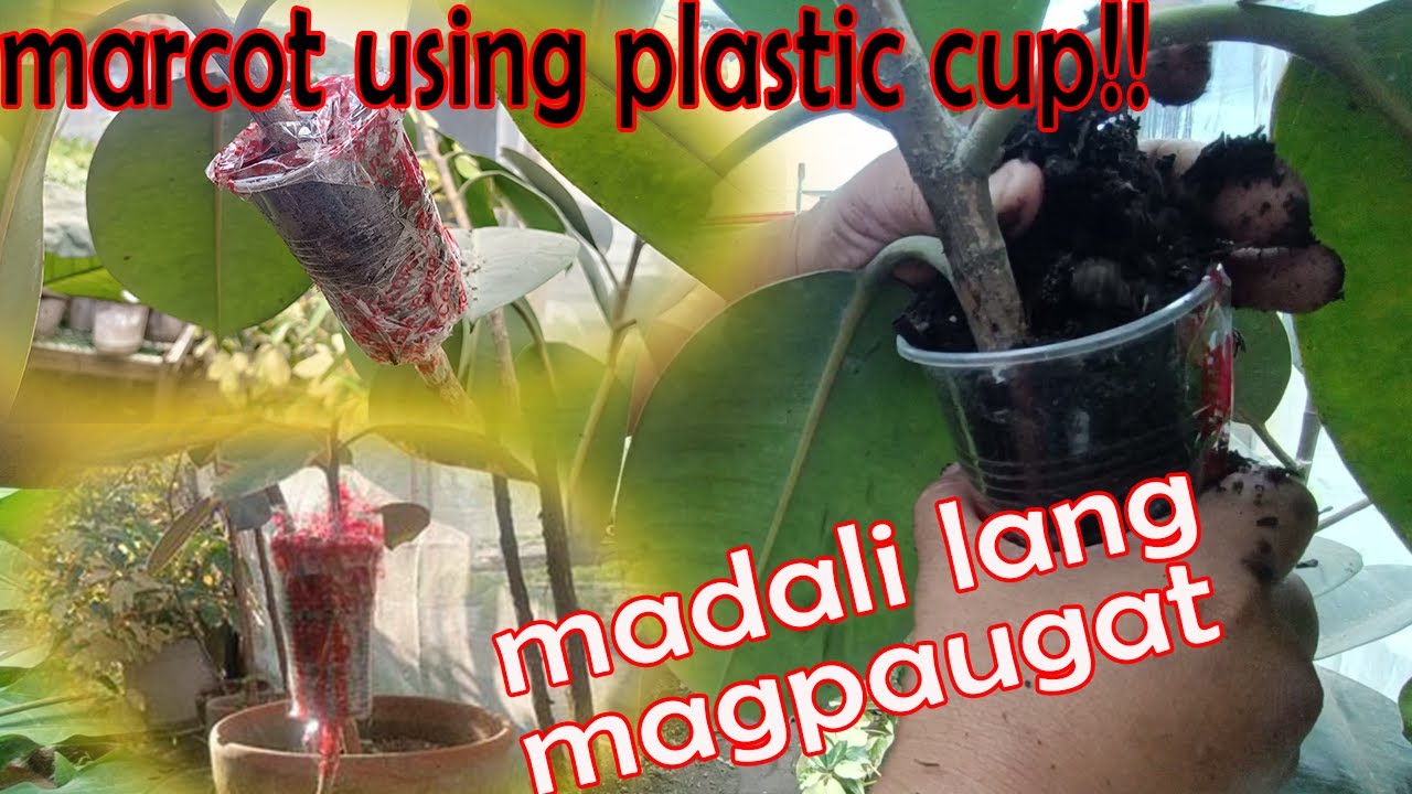 HOW TO MARCOT RUBBER TREE. PAANO MAGPAUGAT NG RUBBER TREE - YouTube