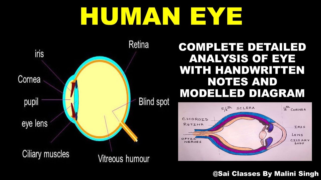 Human Eye Structure and Function | Detailed Analysis of Eye | Eye ...