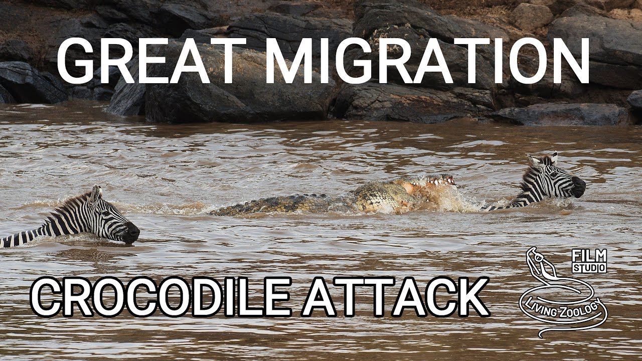 Great migration of wildebeests, Mara river crossing with crocodile ...
