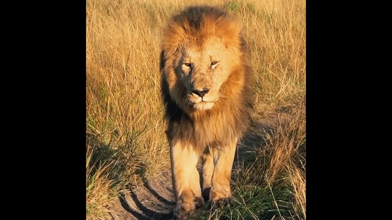 Oloshipa Black Rock Male Lion with Rongai Pride | Masaimara | 18 March ...