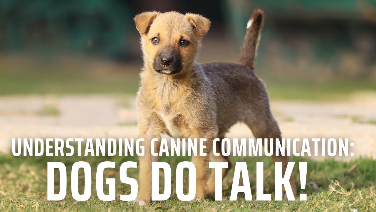 Understanding Canine Communication: Dogs Do Talk! - YouTube