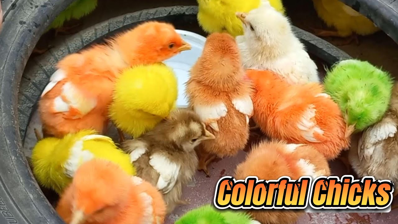 Colorful Chicks | lovely small color chicks | Hen babies | Colorful hen ...