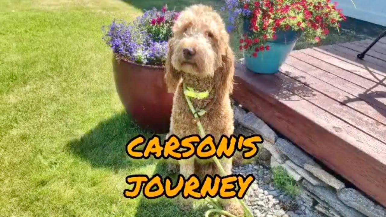 Psychiatric Service Dog Carson has graduated! - YouTube