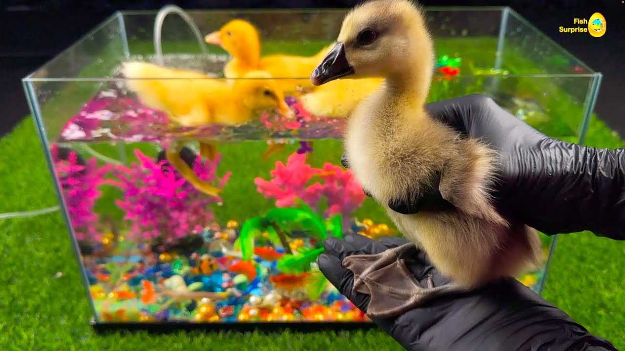 Amazing catch Colorful surprise eggs, crayfish, koi, angelfish, betta ...