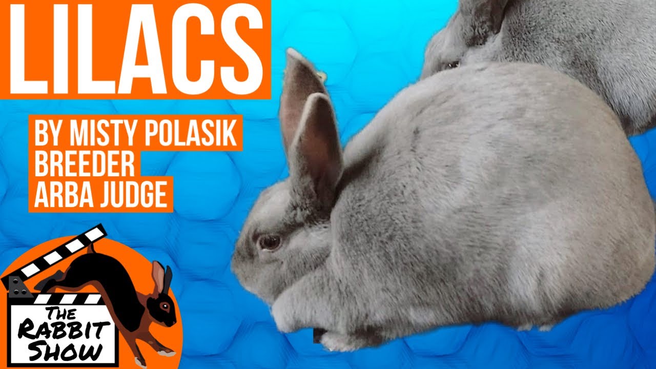 Lilac Rabbit Breed by Misty Polasik ARBA Judge and Breeder - YouTube