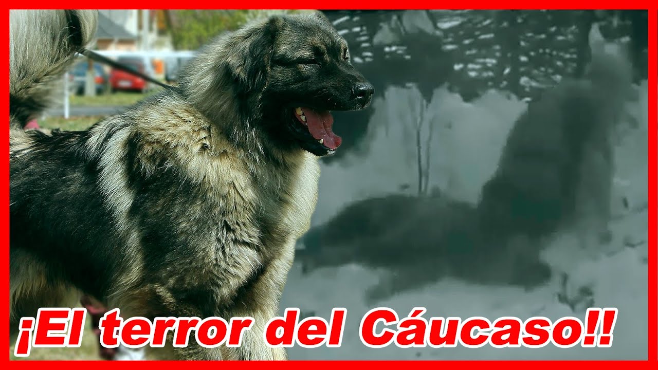 El PERRO que Rompió las REGLAS – pastor YUGOSLAVO - YouTube