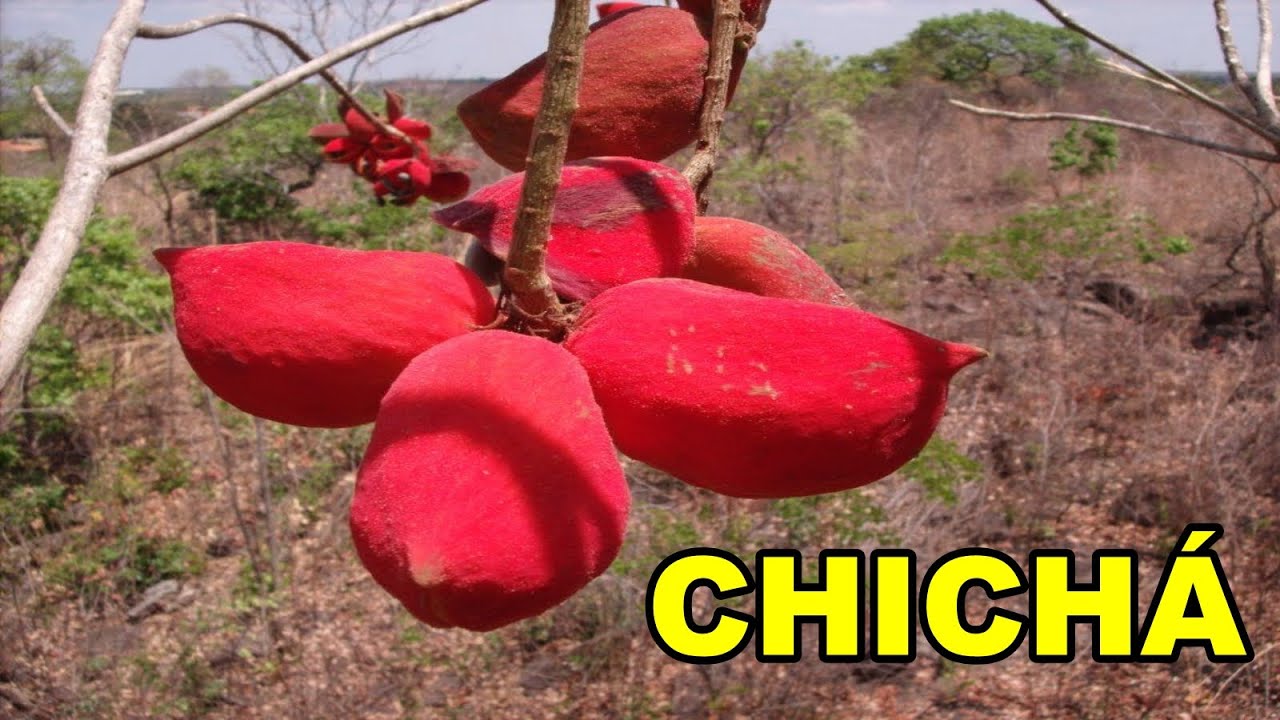 COMO PLANTAR CHICHÁ Como Germinar As Sementes de Modo Muito Fácil e ...