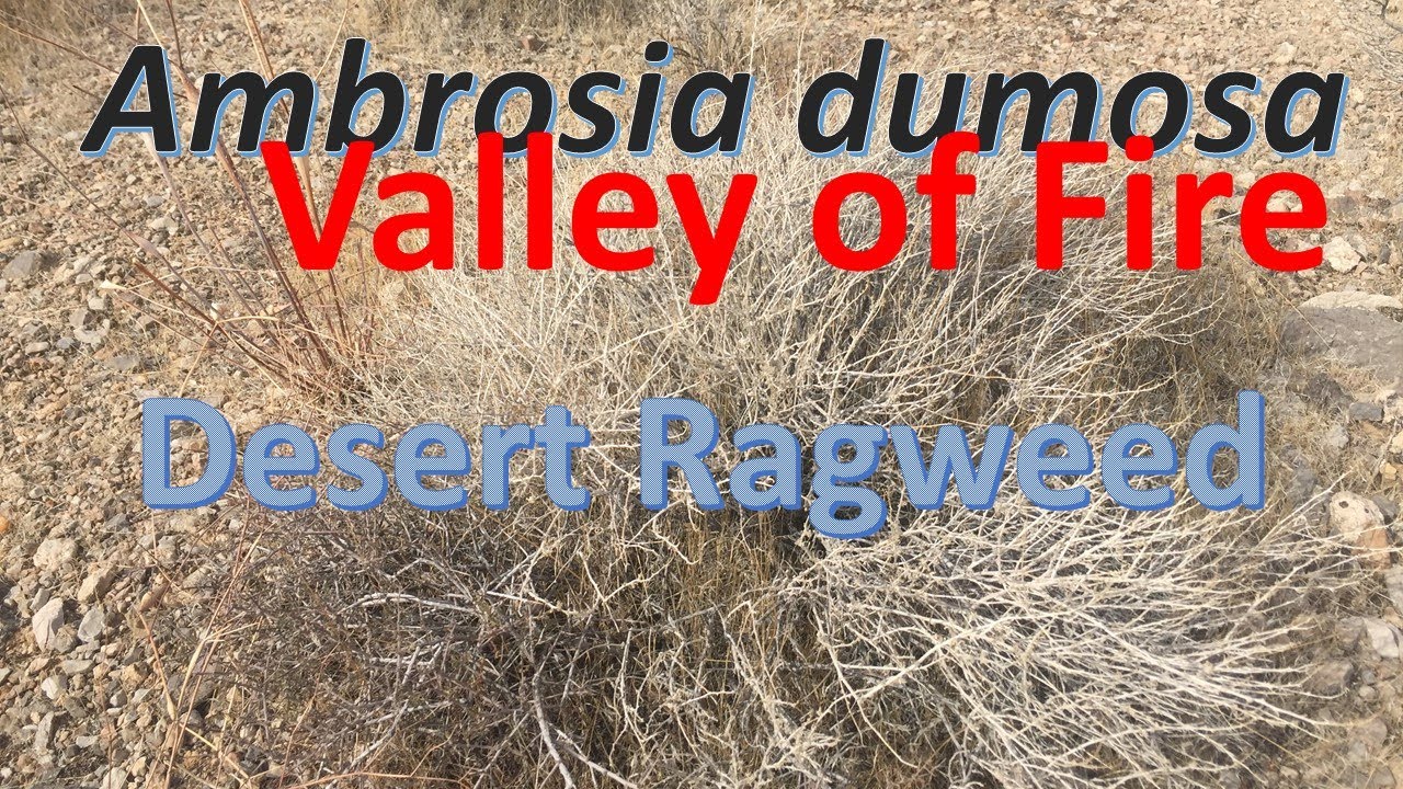 Ragweed Ambrosia dumosa -Valley of Fire (Burroweed, Burrobush, White ...