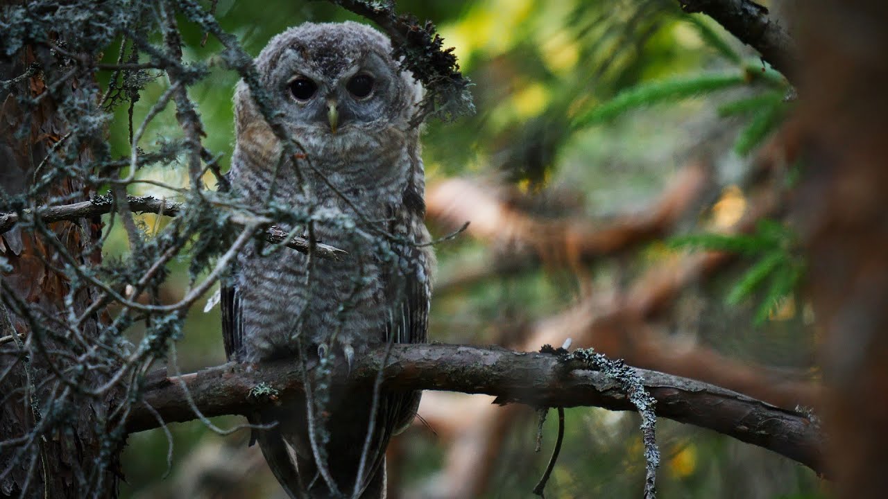 Filming owls & How to find them - Scouting part 2 - YouTube