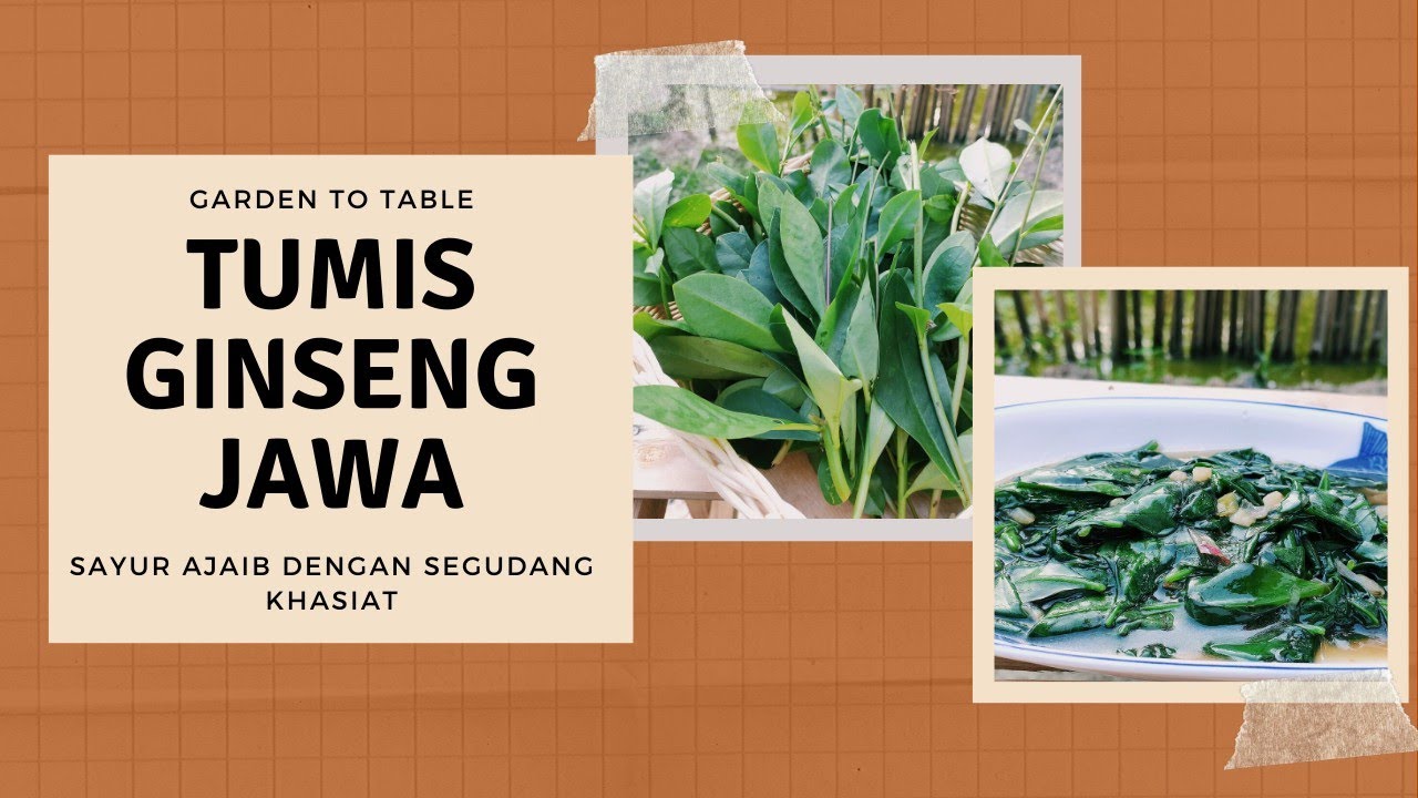 GARDEN TO TABLE: TUMIS GINSENG JAWA/SOM JAWA | SAYUR AJAIB KAYA MANFAAT ...