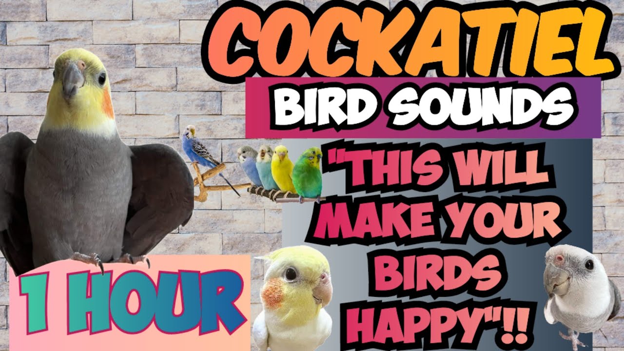 1 Hour Happy Bird Sounds To Keep Your Bird Happy #CockatielSinging # ...