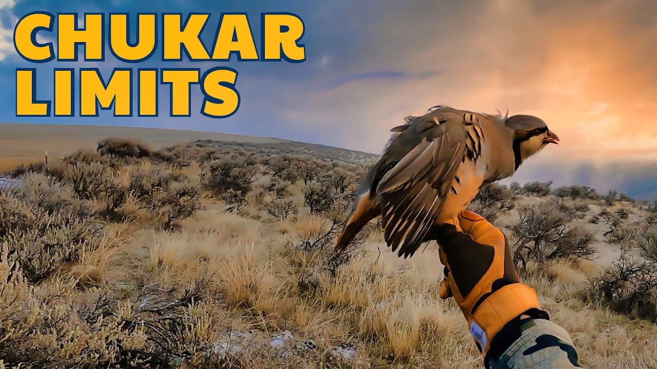 Chukar Hunting Oregon with Small Munsterlander Pointer, Benelli SBE3 ...