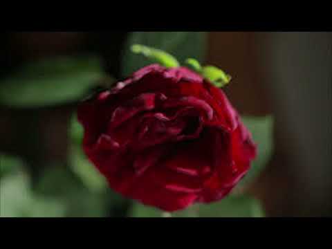 Incitme Gönül  Yunus Emre Ya hayır de, ya da sus, dili incitme gönül....