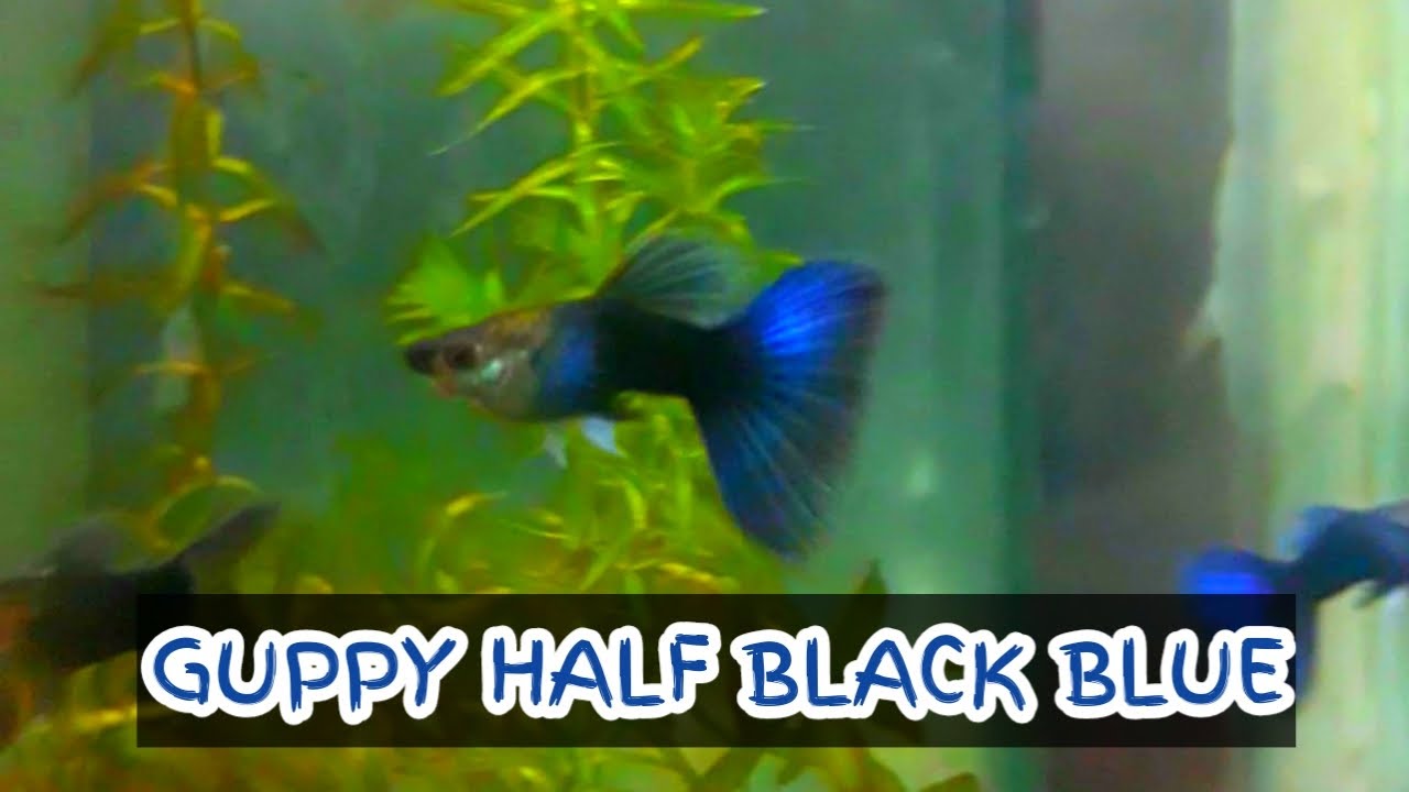 Ikan guppy HB blue - ardi fauzi - YouTube