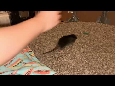 Cracker the rat learning to play fetch! - YouTube