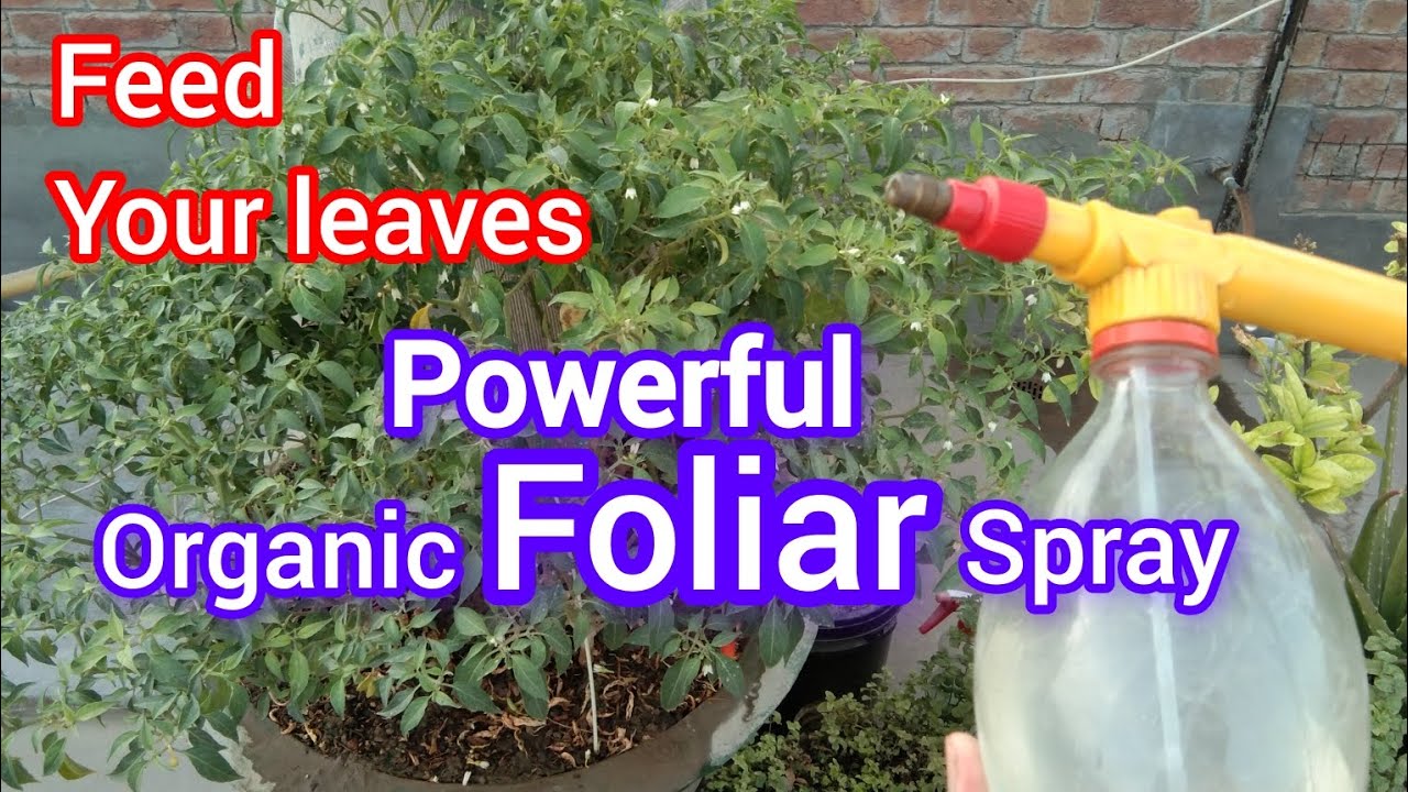 homemade foliar spray for plants #homemade #foliar #spray #plants # ...
