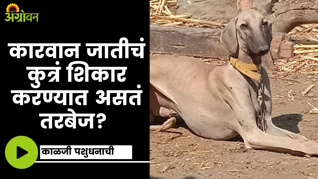 Caravan Dog : अस्सल भारतीय कारवान श्‍वानाची वौशिष्ट्ये काय आहेत ...