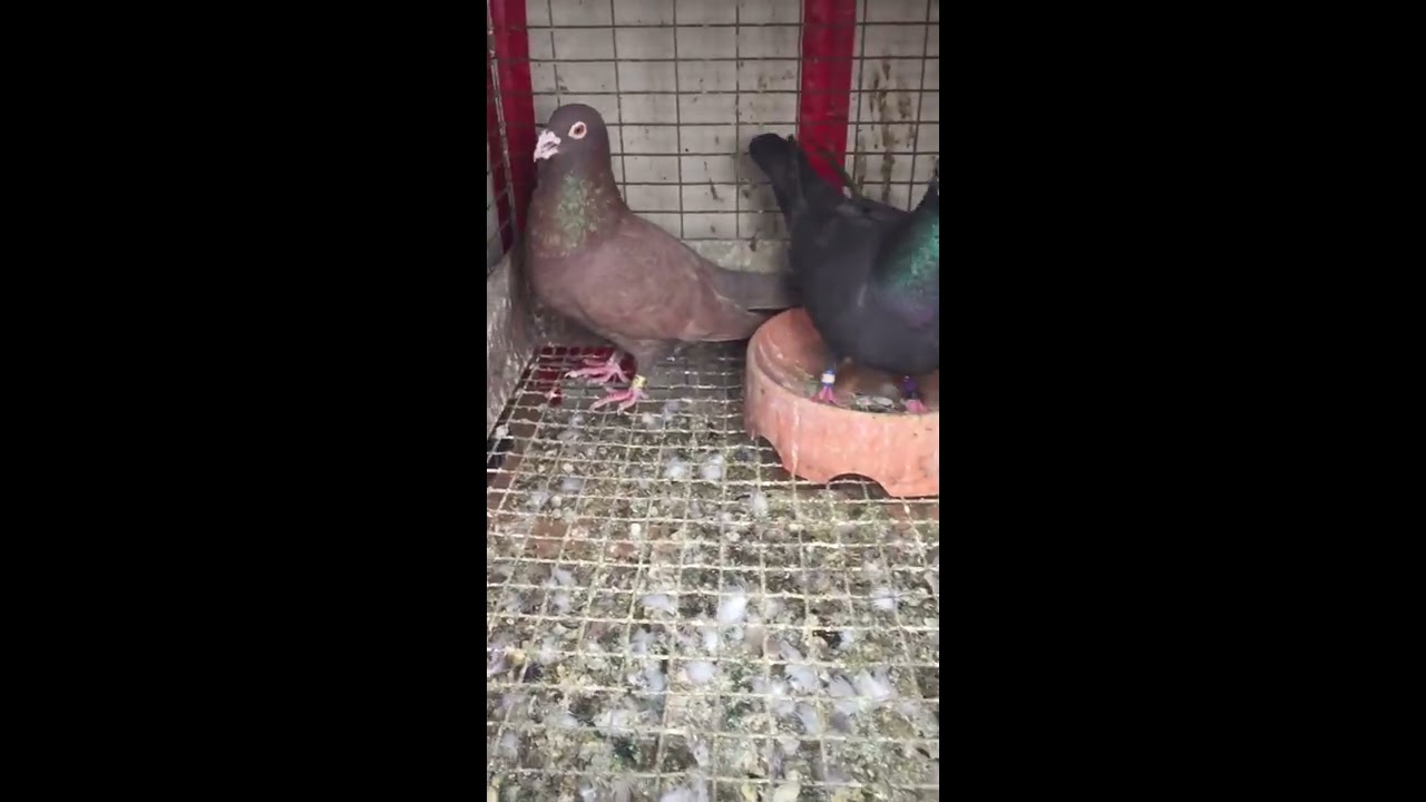 2020 UPDATE MY RACING HOMING PIGEONS - YouTube