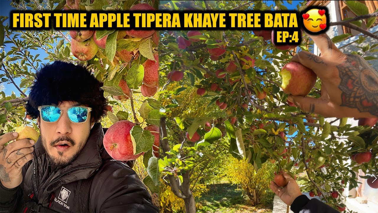 First Time Apple Tipera Khaye Tree Bata Ladakh 🍎😍 Nepali Vlog | Gangtok ...