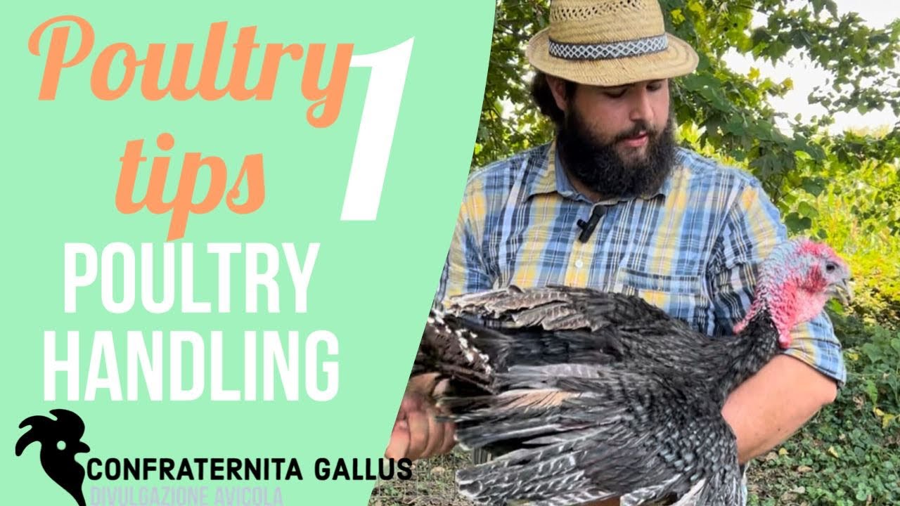 POULTRY TIPS ep. 1 - POULTRY HANDLING - YouTube