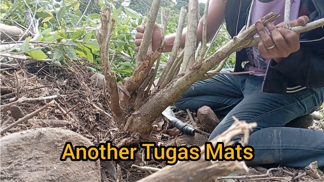 Bonsai Hunting Tugas/Molave in the wild |Bonsai hunting Tutorial - YouTube