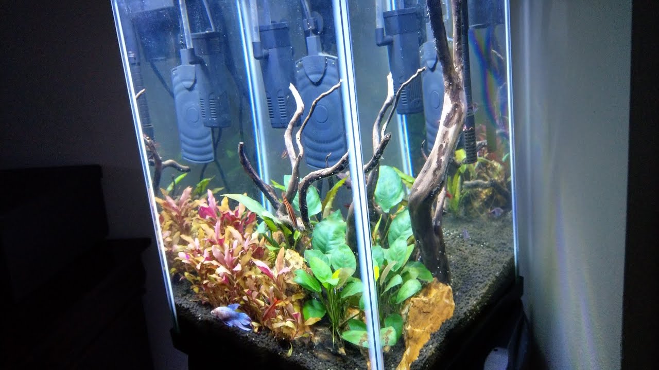 Top Fin Fascinate Tank Update - YouTube