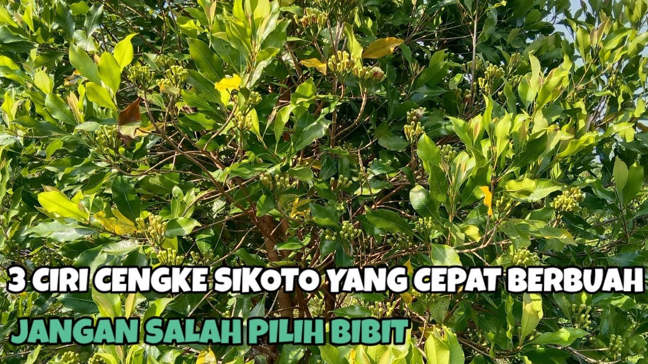 TIGA CIRI CENGKEH JENIS SIKOTO, YANG CEPAT BERBUAH. INI RAHASIANYA ...