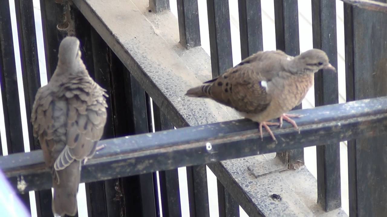 Pichones de cuculí (Zenaida auriculata) - YouTube
