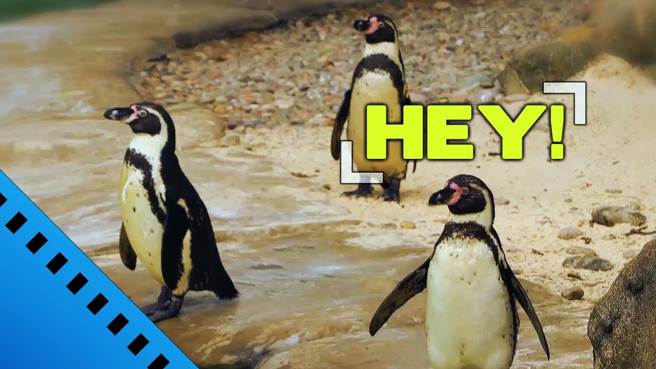 Sony Vegas Pro 14: How To Make Text Follow Object - YouTube